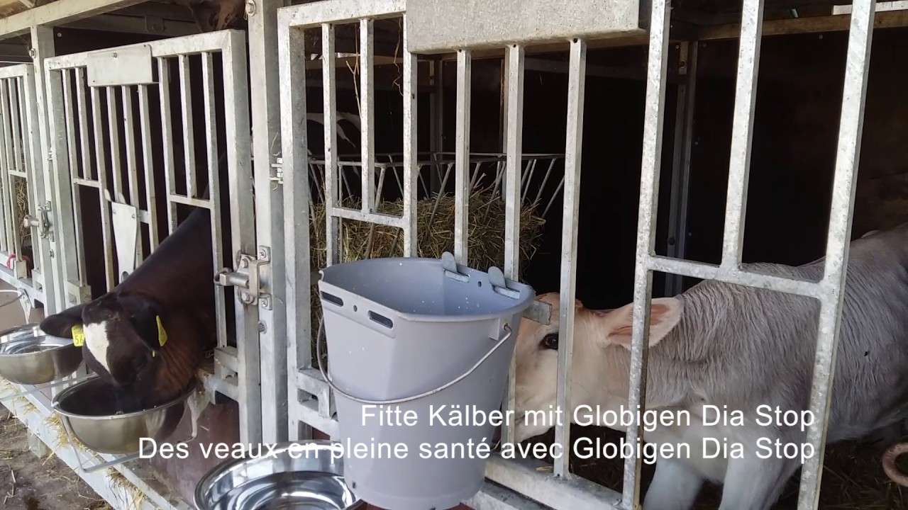 Globigen Dia Stop - YouTube