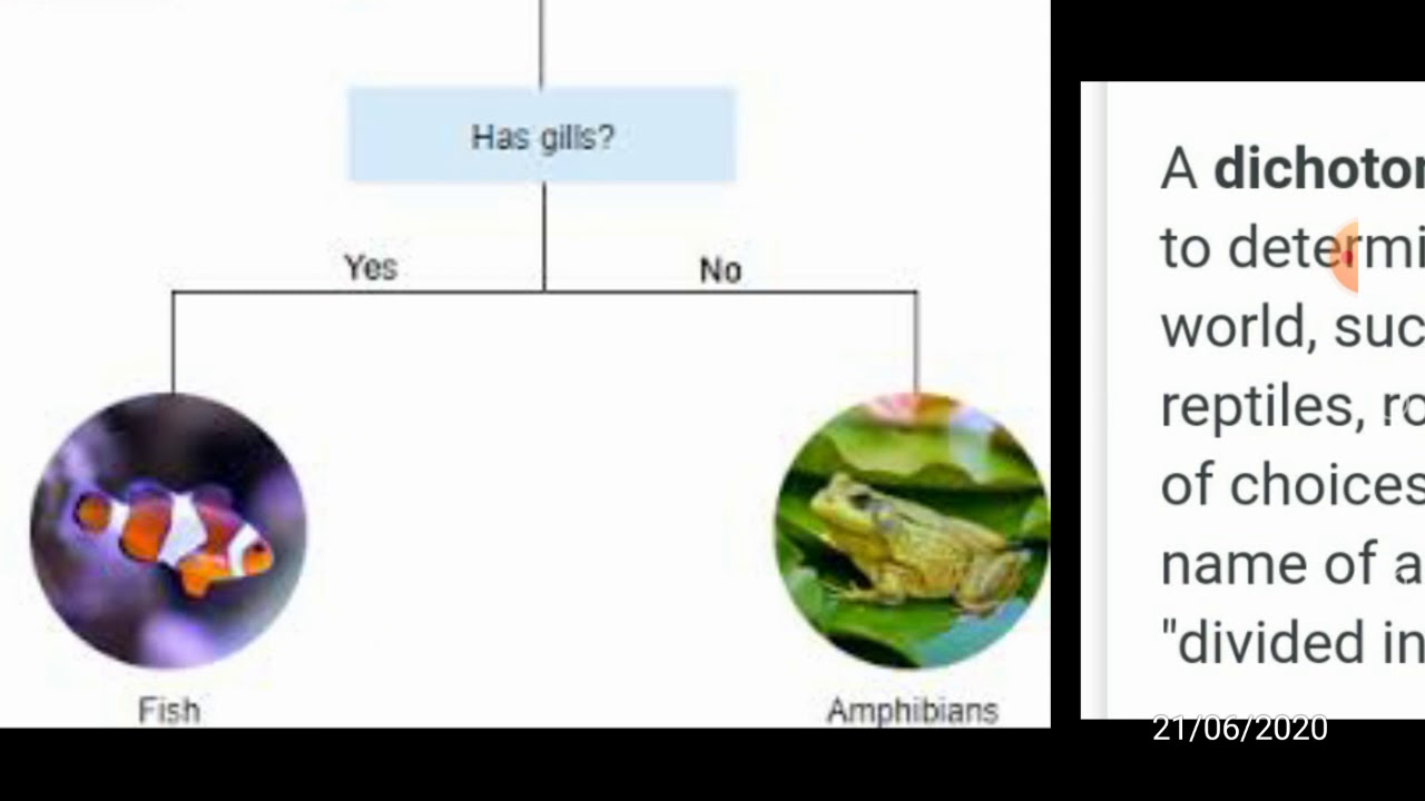 Science_Dichotomous key& classification levels_MYP1_ التصنيف - YouTube