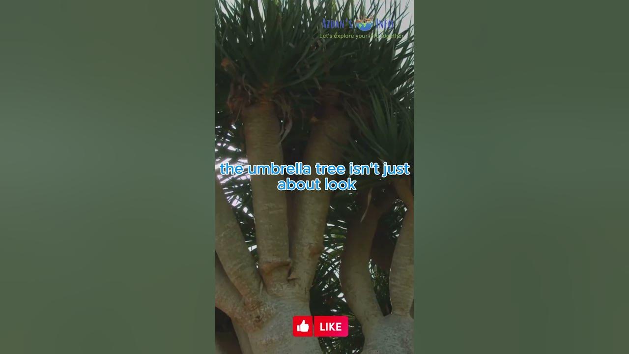 MAGIC UMBRELLA TREE!? Craziest tree transformation you'll ever see 🌳 ...