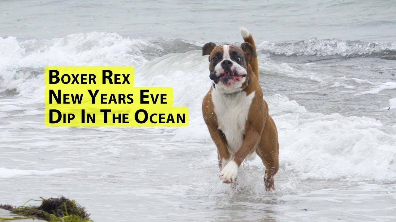 Boxer Rex New Years Eve Dip In The Ocean! HAPPY NEW YEAR from Rex ...