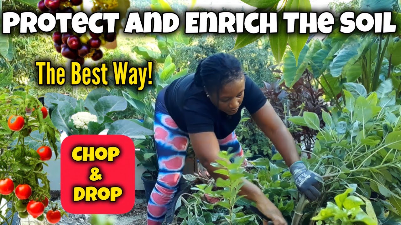 CHOP and DROP! The BEST Way To PROTECT And ENRICH The SOIL! Centuries ...