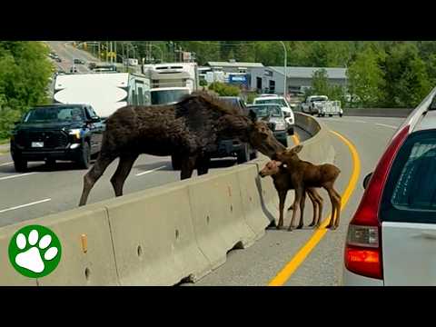 Baby Moose Saved by Kind Strangers 🥺