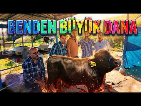 BENDEN BÜYÜK BİR DANA DAHA SATILDI.