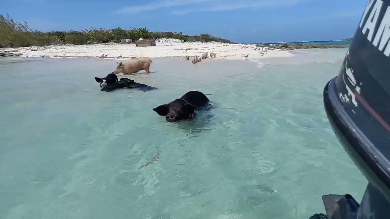 The Swimming Pigs Near Rolleville, Exuma, The Bahamas! #withgalaxy ...