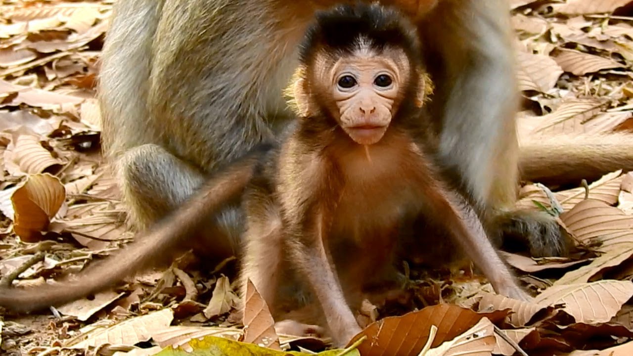 Elsa Updated News! Monkey Elsa Getting Better This Morning,New Baby ...