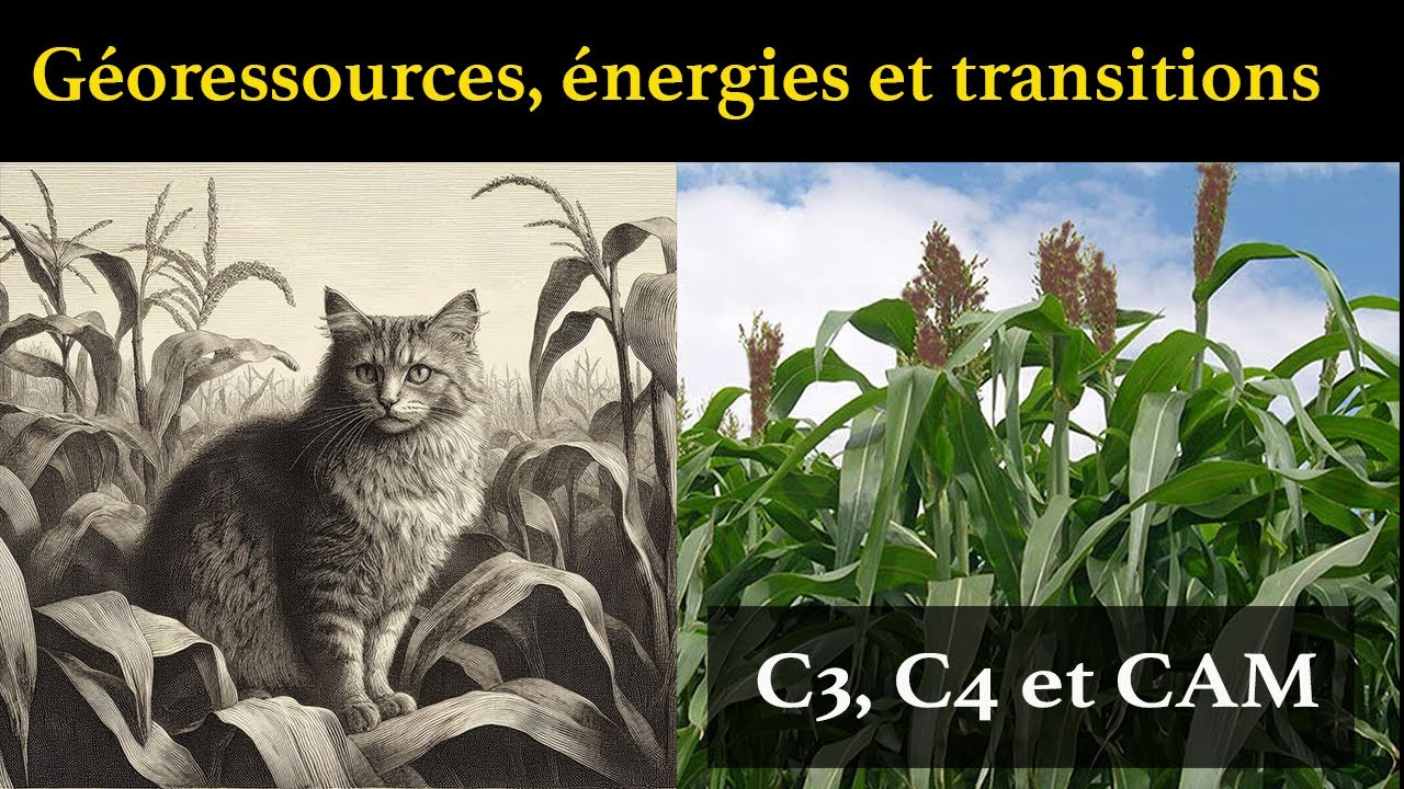 Les photosynthèses C3, C4 et CAM - YouTube