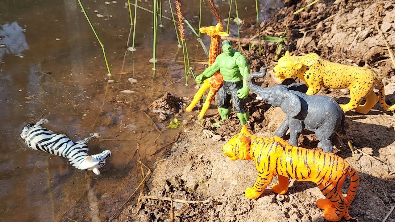 Siêu nhân hulk và bạn cọp, báo, voi, hươu cao cổ cứu ngựa vằn rơi xuống nước. Ao, hồ rất nguy ...