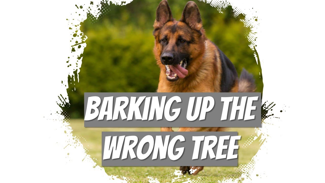 Barking Up The Wrong Where Did The Phrase Come From YouTube barking-up-the-wrong-where-did-the-phrase-come-from-youtube