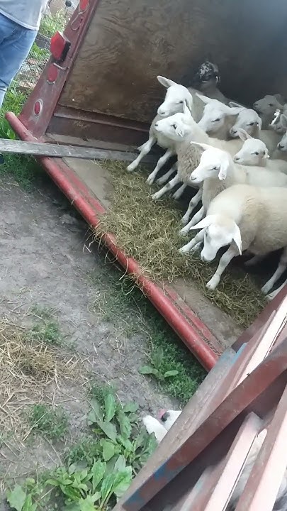 🐑 sheep 🐑 sheep 🐑 - YouTube
