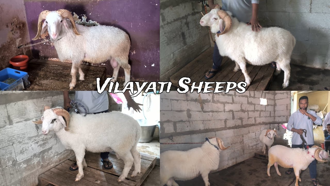 Biggest Vilayati Sheep's Collection 8686284648, 6281180686 - YouTube