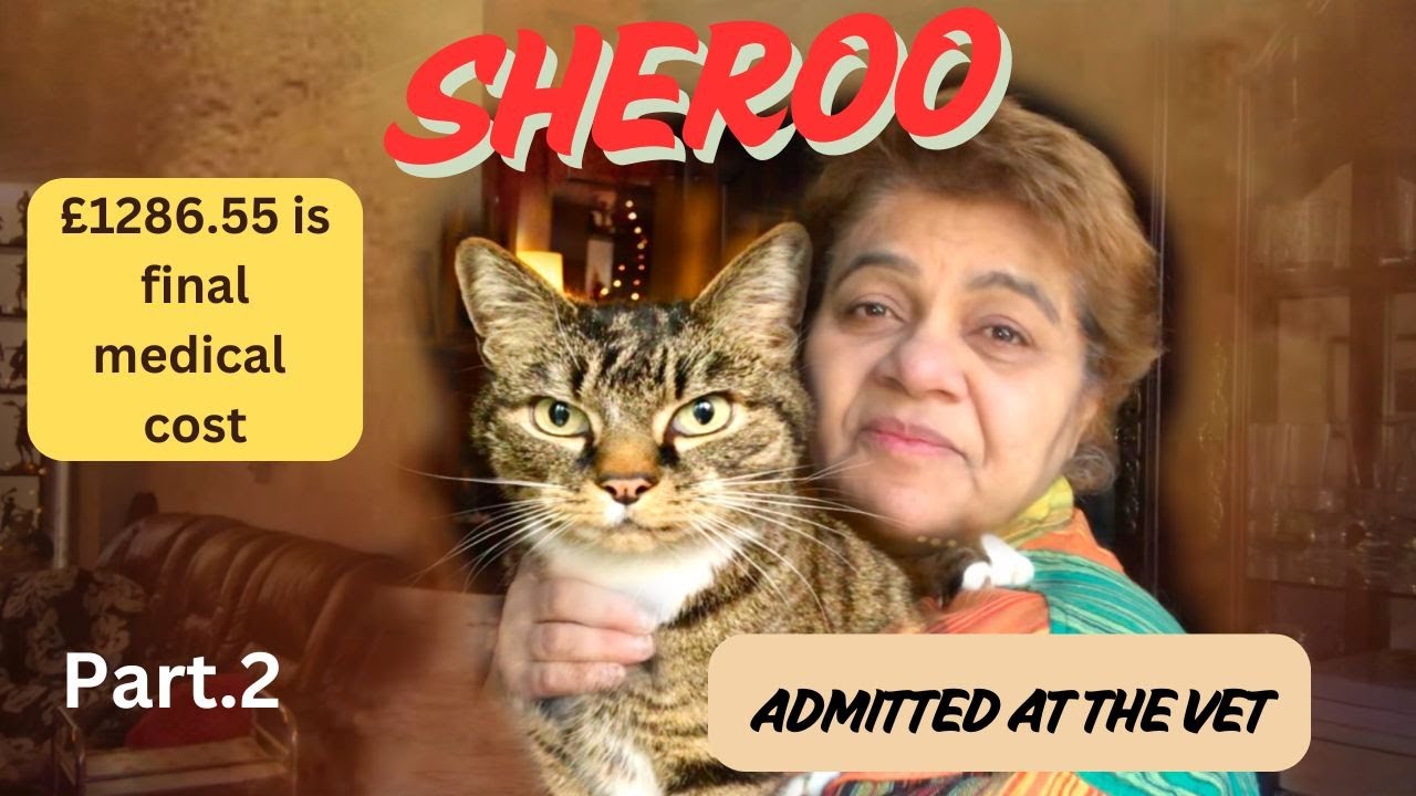 Sheroo admitted at VET and thanks to the Insurance - YouTube