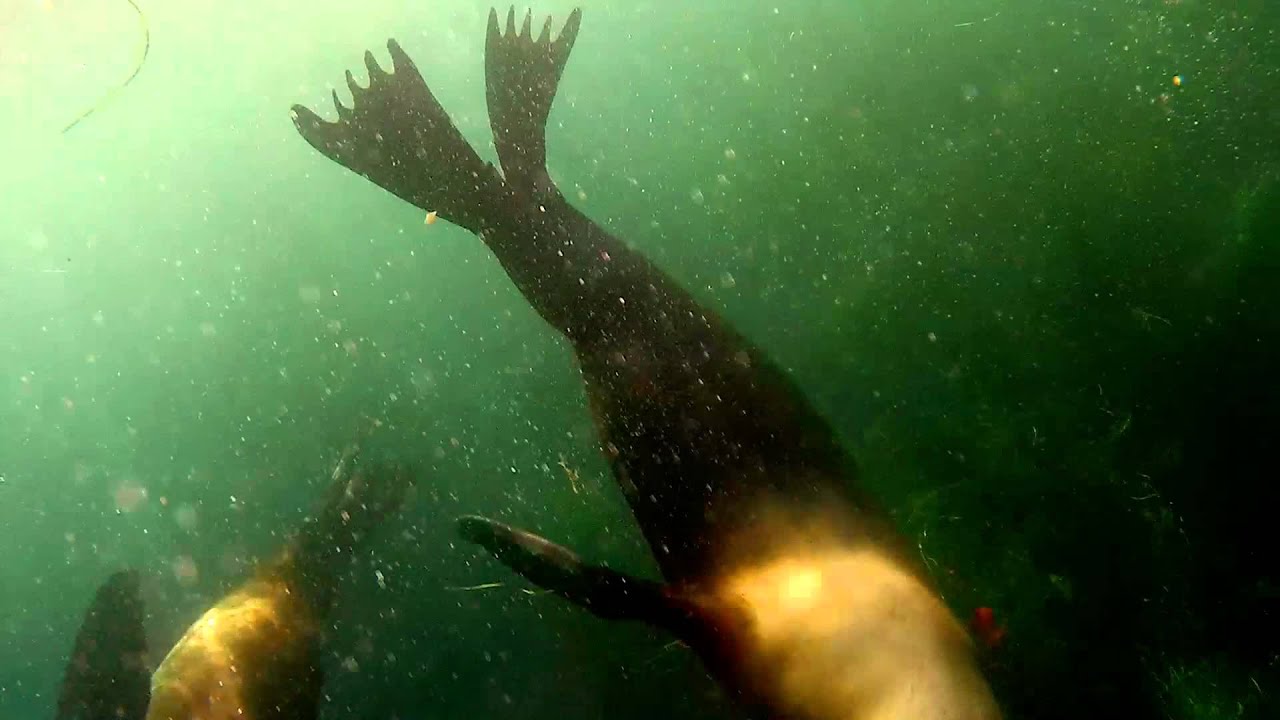 GoPro: Swimming With Seals - YouTube