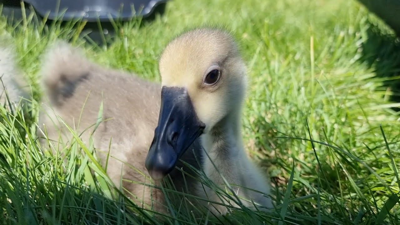 Cute 2 week old Baby Chinese Goslings relaxing chill afternoon - YouTube