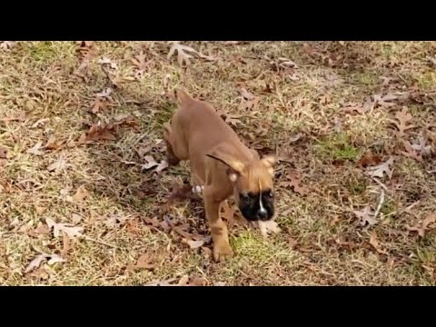 Boxer puppy Gizmo playing in yard first time - YouTube