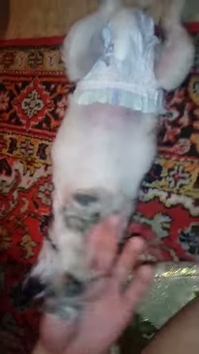 Вы такого еще не видели Youtube
