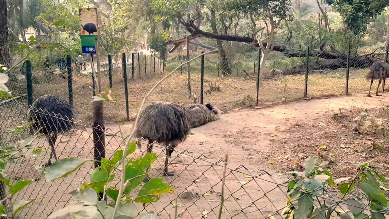 Assam State Zoo cum Botanical Garden |Assam| |Guwahati| - YouTube