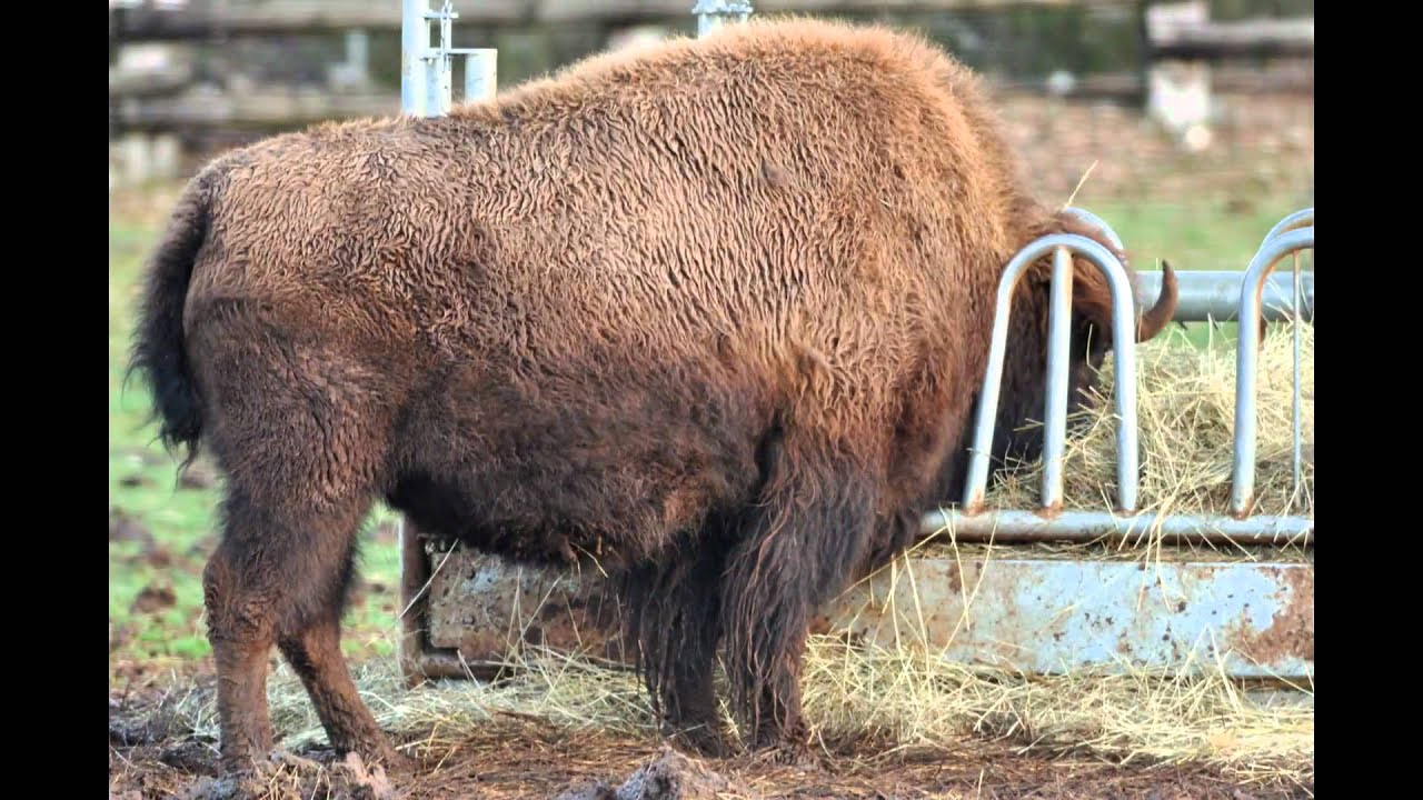 Au Parc animalier de Gramat - YouTube