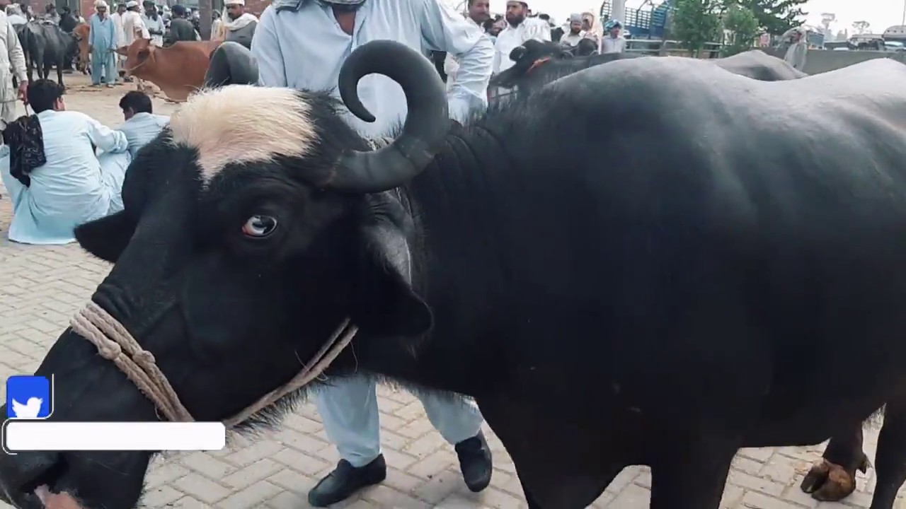 Nili Ravi Buffalo Konsi Hai ? SUCHA KON JHOOTA KON ? Sheikhupura Cow ...