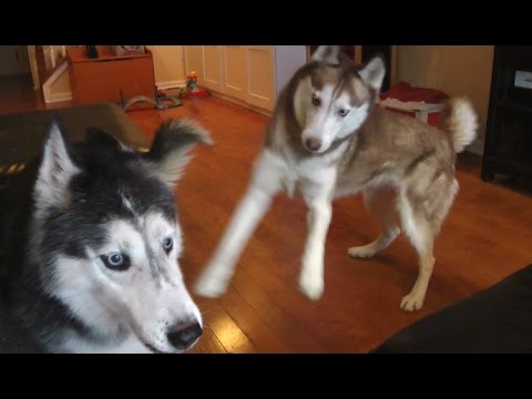Mishka the Talking Husky Battles! - YouTube