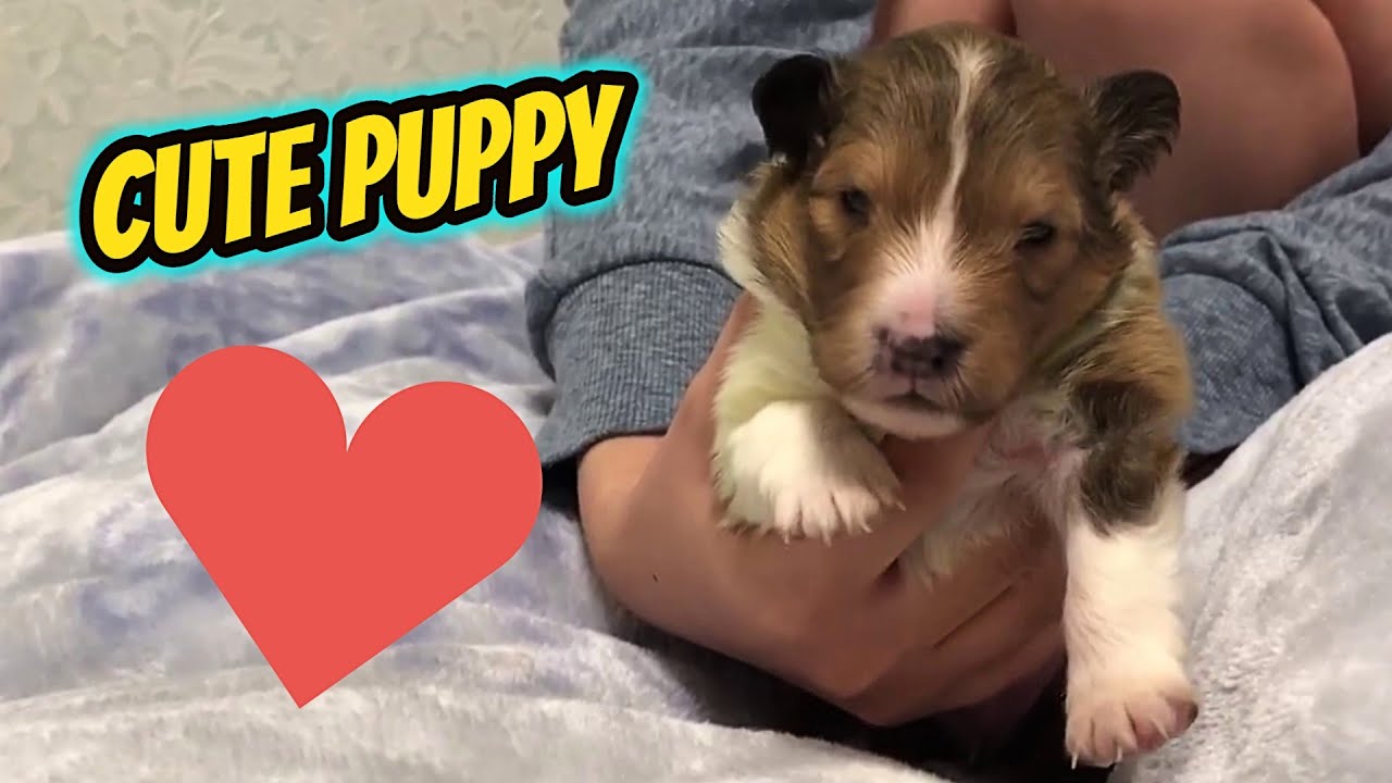 Cute Puppies Doing Cute Things video Compilation - YouTube