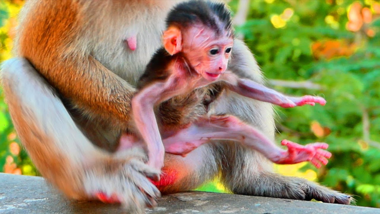 Wow ! Baby tiny JESSY tries to moves out of mom - when she want learn ...