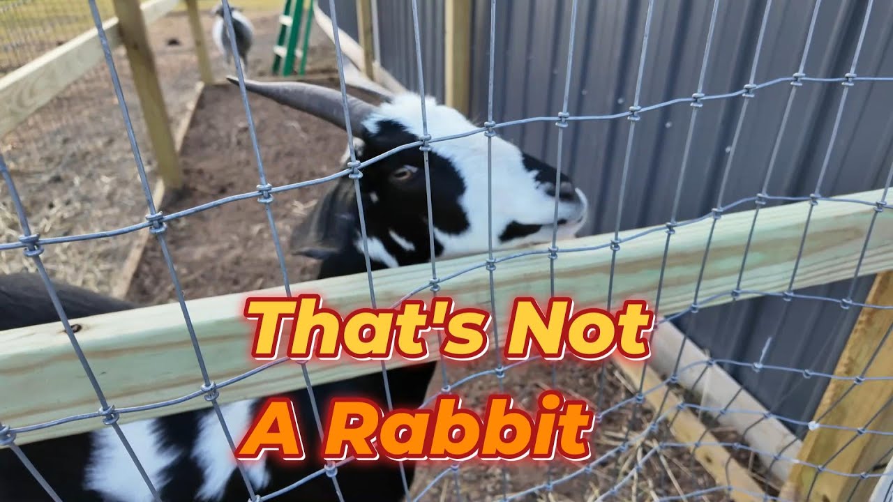 Building A Rabbit Run Part 2 - YouTube