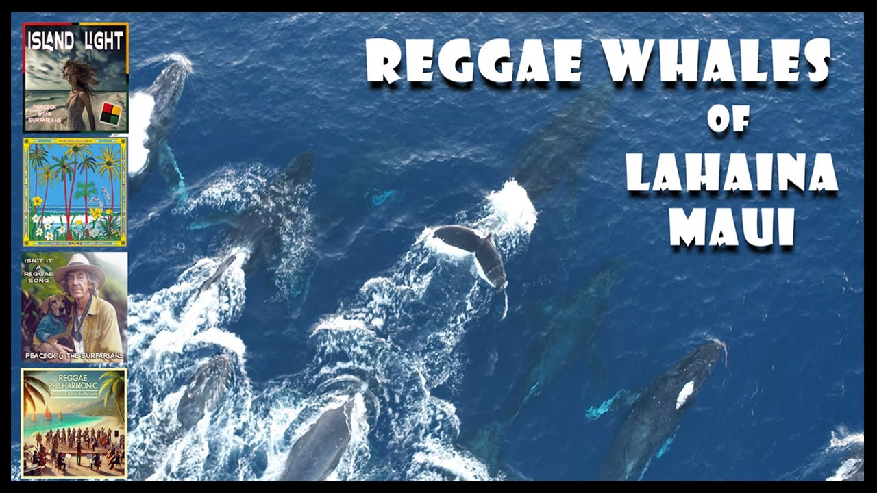 REGGAE WHALES of LAHAINA 4K @theSurfarians Four New Reggae Songs - YouTube