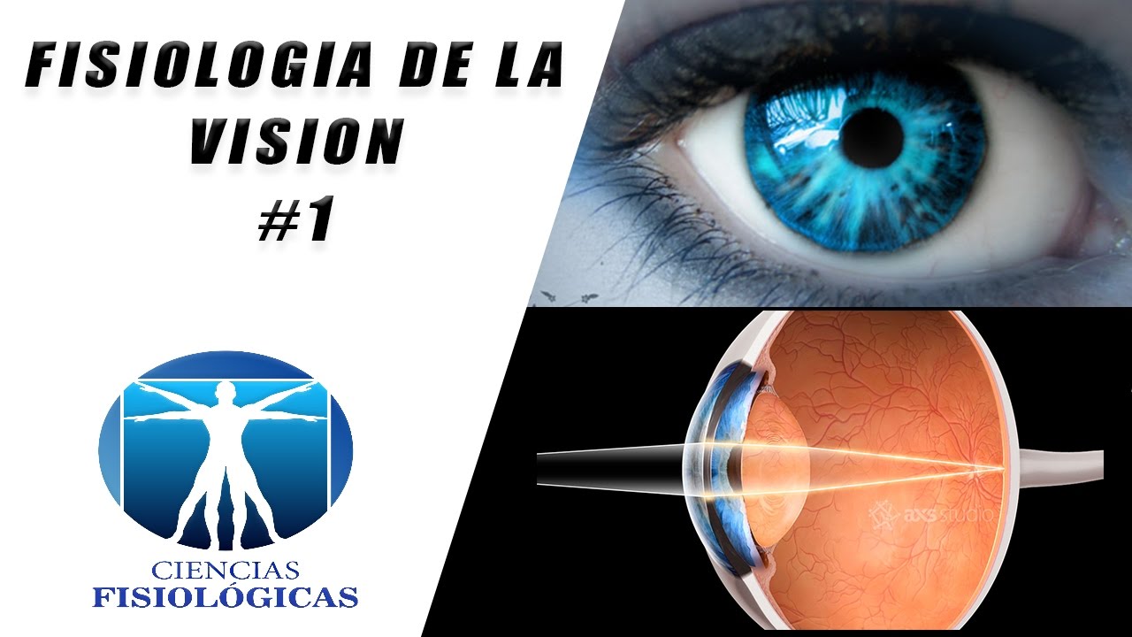 Fisiologia de la Vision #1 - YouTube