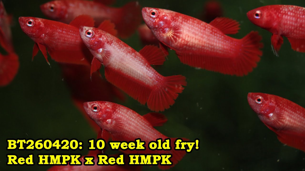 BT260420: Red HMPK x Red HMPK - 10 week old fry! - YouTube