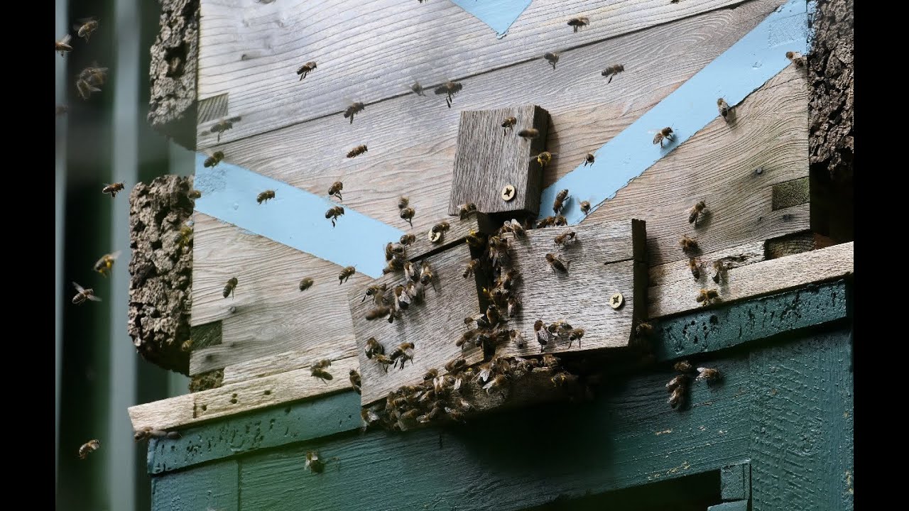 Honey bee Drones - vital role in honey bee survival, or resource drain ...