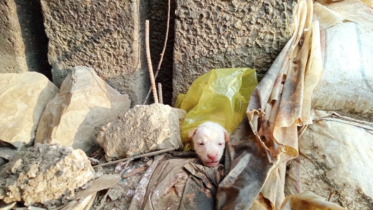 Rescue Poor Puppy was stuck his whole body in the rock so pity and ...