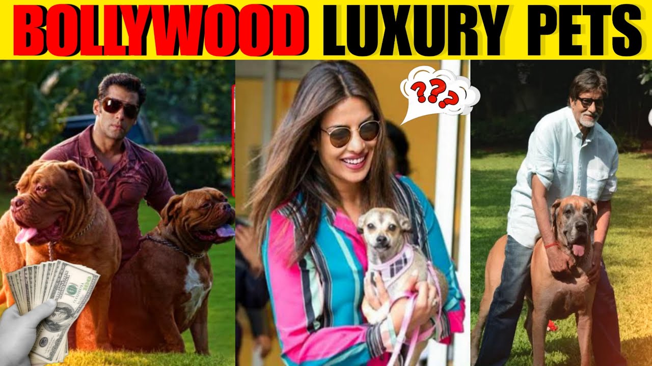Bollywood Stars Pets | Bollywood Celebrities & Their Dogs | Most ...