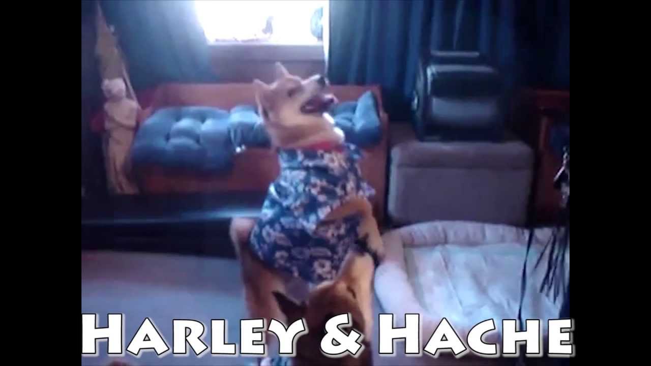 Shiba Prom 2013 Shiba Shake Video - YouTube