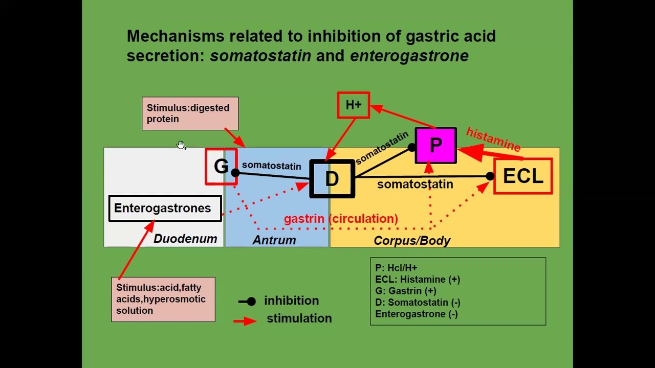 Enterogastrones and Gastric Acid Secretion - YouTube