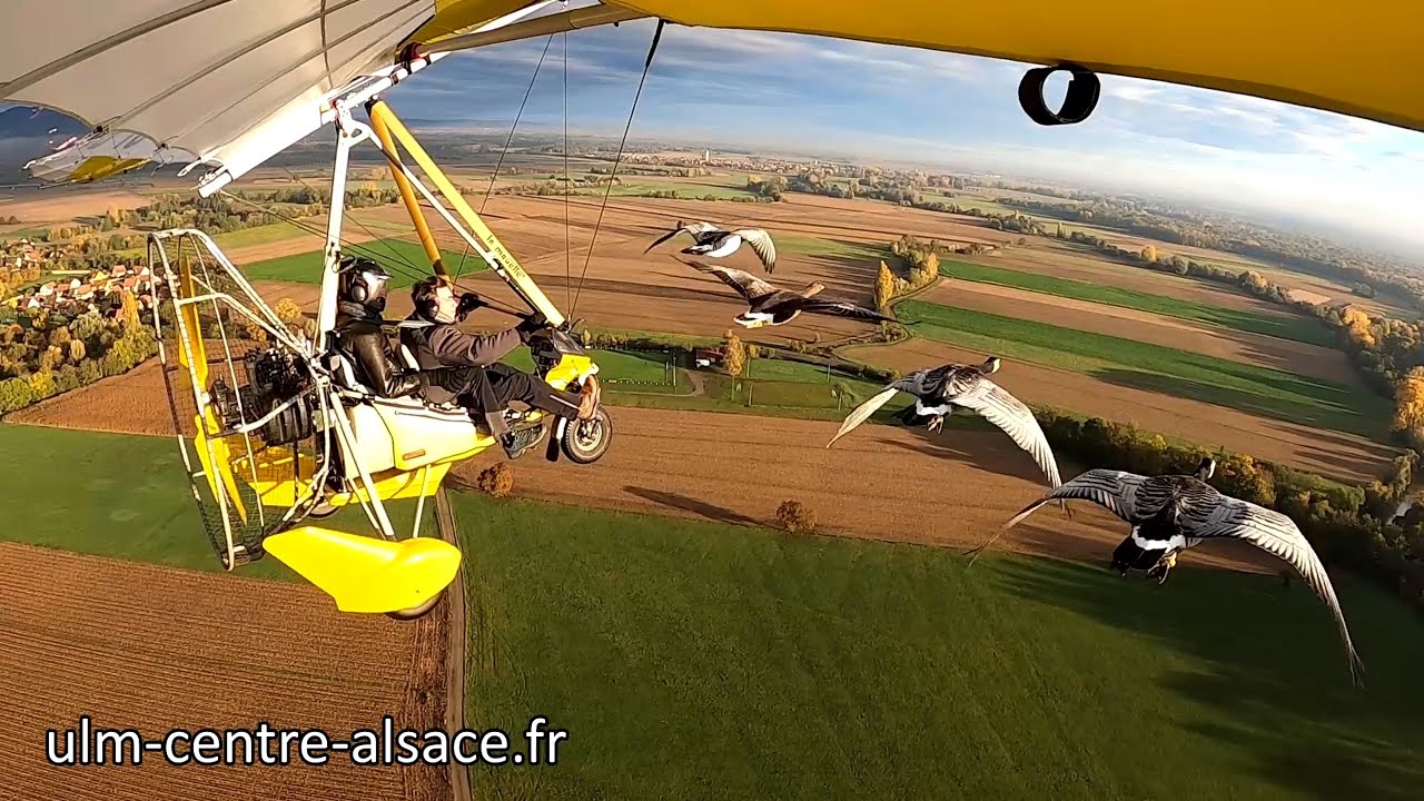 Vol en ULM avec les oies - ULM Centre Alsace - YouTube