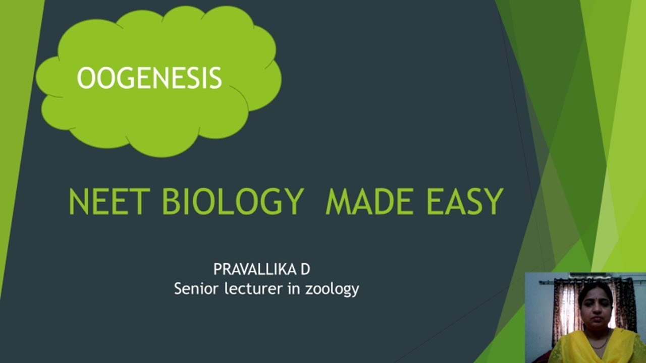 OOGENESIS CLASS 12/FEMALE REPRODUCTIVE SYSTEM/NEET BIOLOGY - YouTube