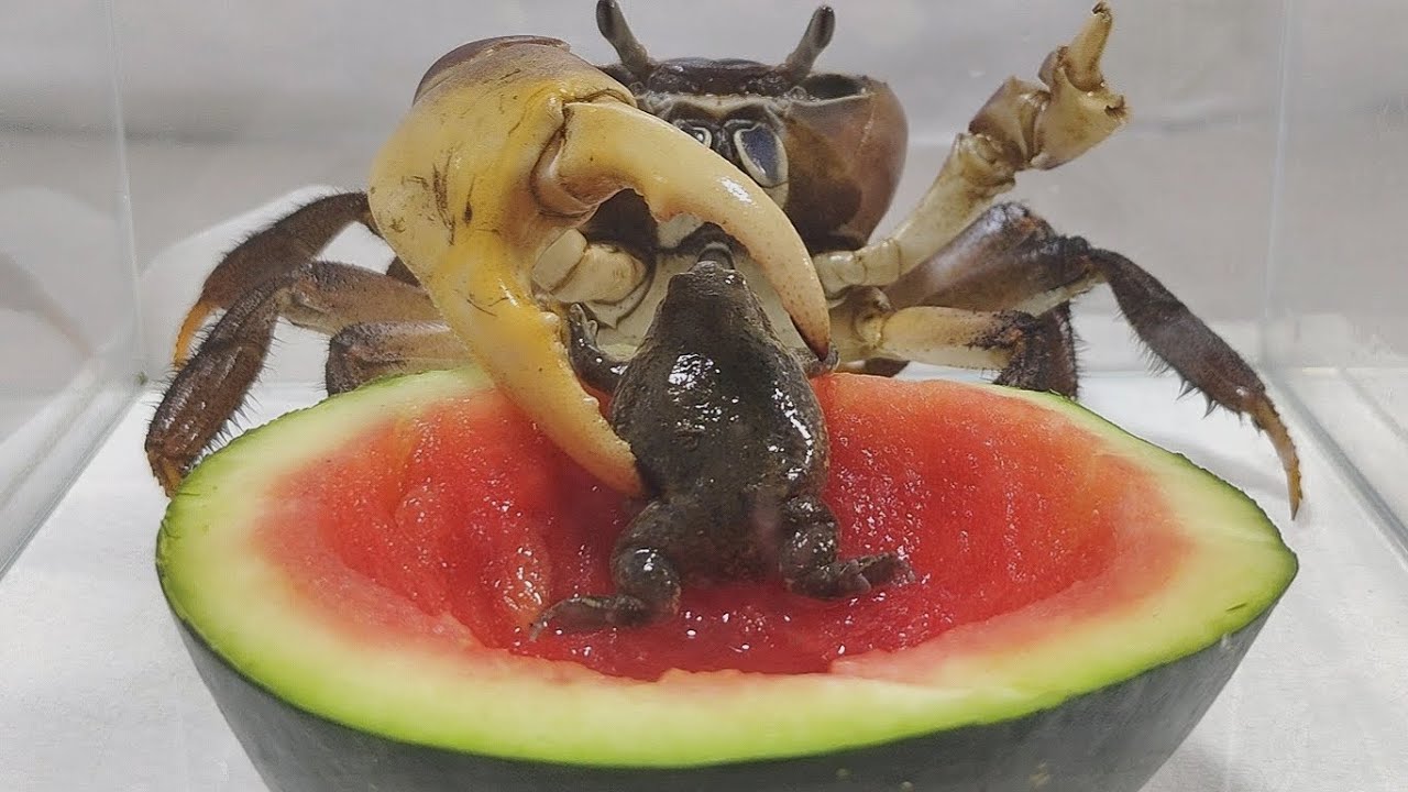 Crab feeds PacMan Frog，Land crabs that have been hungry for five months ...