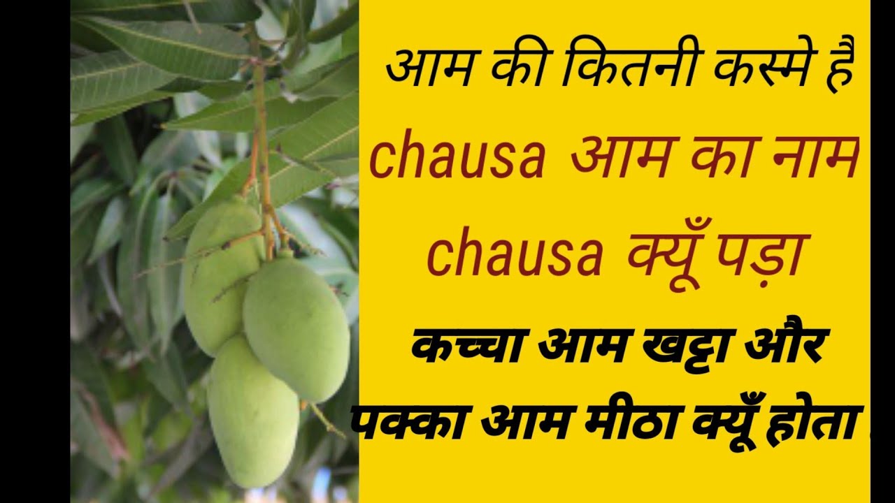 chausa aam ka Name chausa kyu pada shershah se judi kahani - YouTube