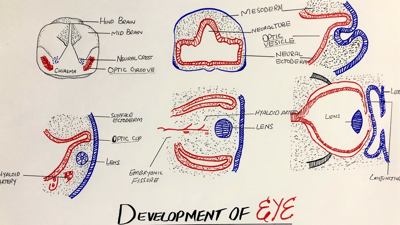 Embryology of Eye | Introduction to Eye Development | HealthAndDisease ...