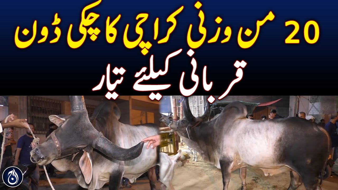 20-Maund Karachi Bull ‘Chakki Don’ Ready For Sacrifice - Aaj News ...
