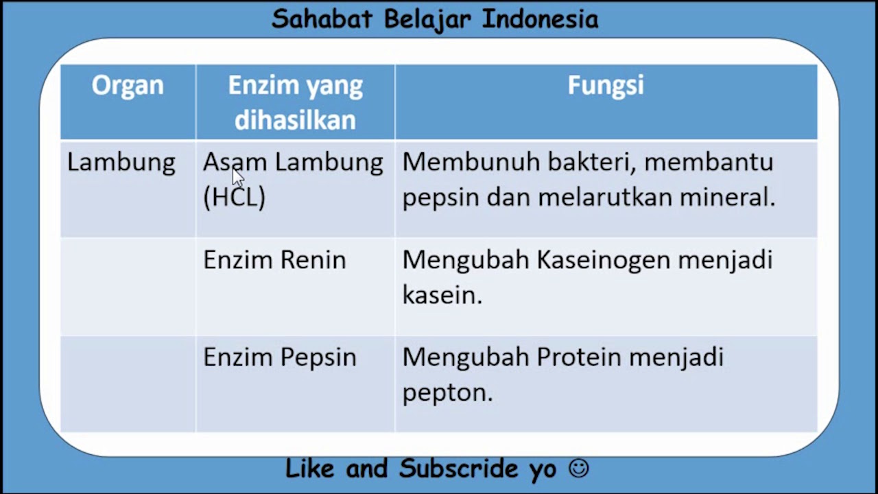 Enzim-Enzim Pencernaan - YouTube
