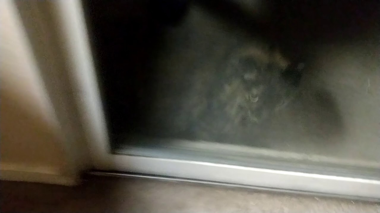 He just scratched me again! Damn! - YouTube