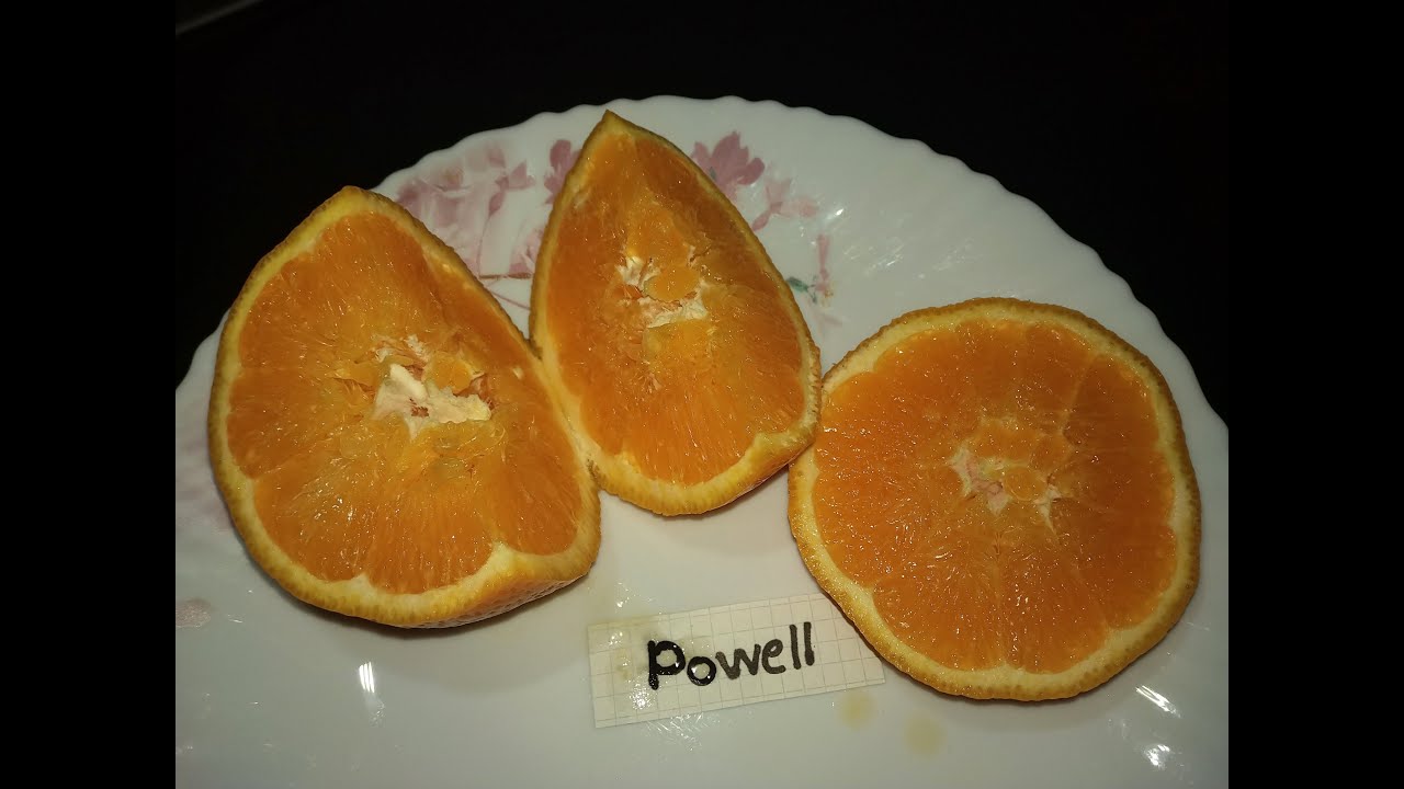 Citrus Powell Summer navel. Cítricos naranja Powell. Апельсин Powell ...