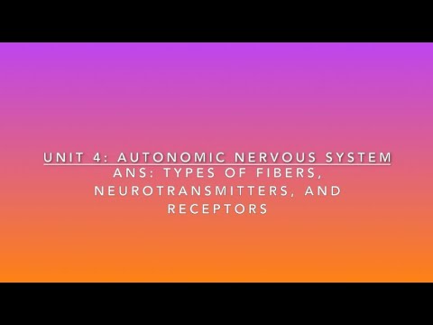 Autonomic Nervous System: Types of Fibers, Neurotransmitters Receptors ...