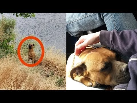 Genç Kadın Göl Kenarında Bu Köpeği Buldu, Ülkede Tartışma Başladı. Sizce Kim Haklı?