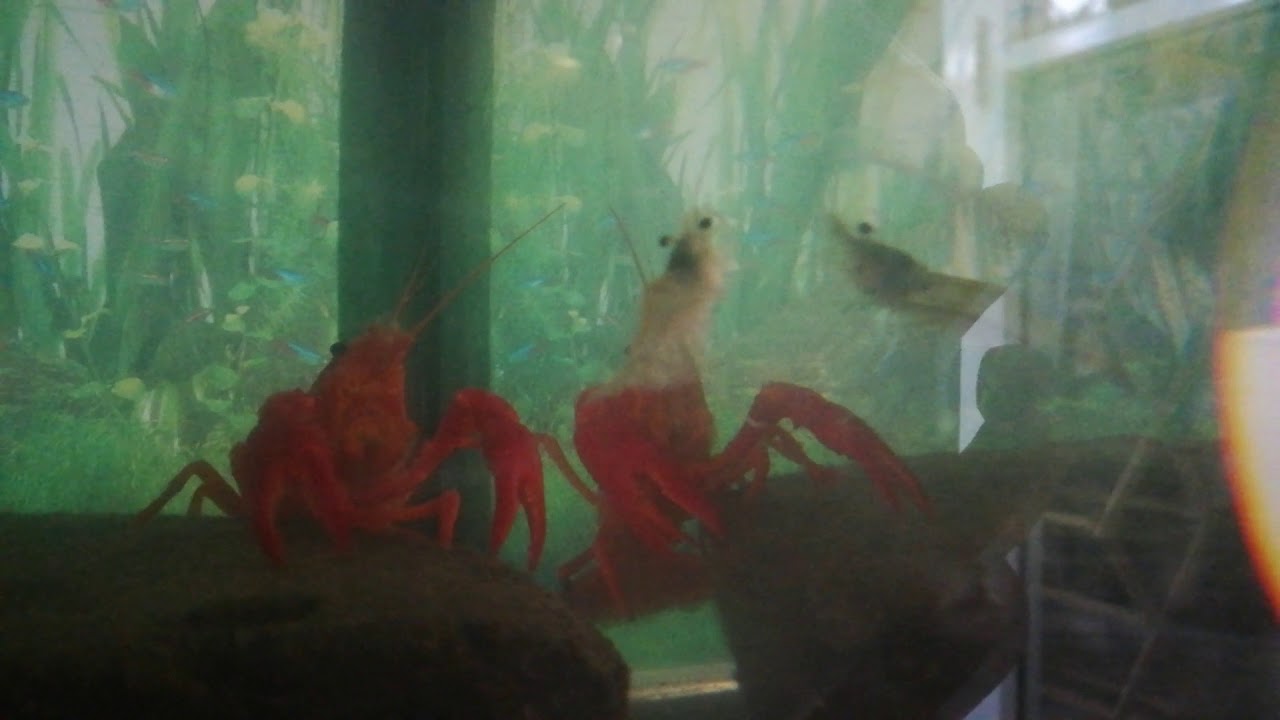 Crayfish trying to attack my ghost shrimp!!!!! - YouTube
