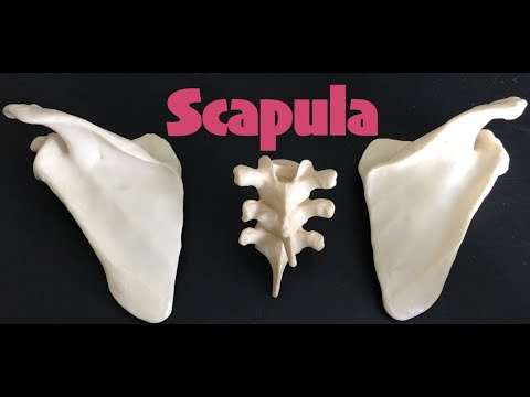 Scapula - YouTube