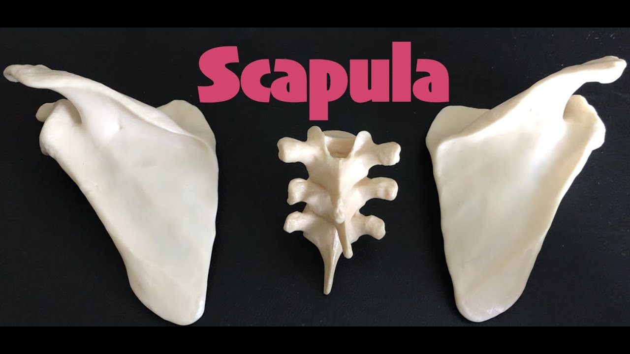 Scapula - YouTube