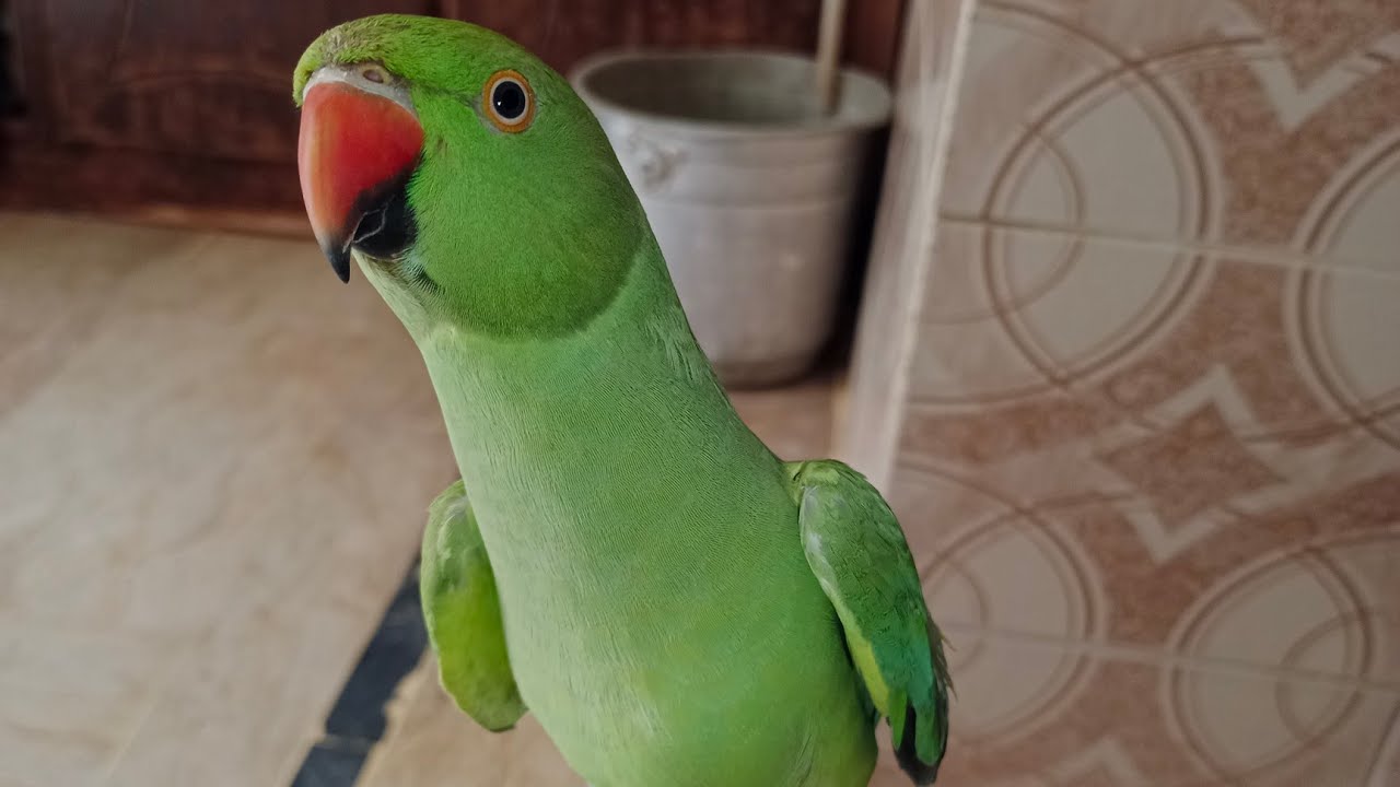 beautiful ringneck green parrot talking♥️ - YouTube