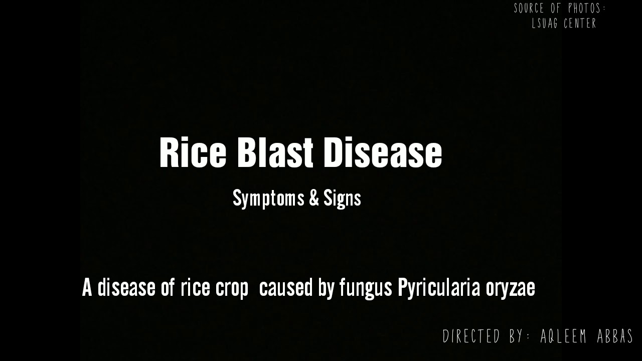Rice Blast Disease|Symptoms|Signs - YouTube